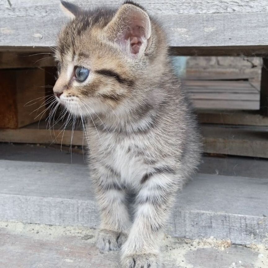 Котенок