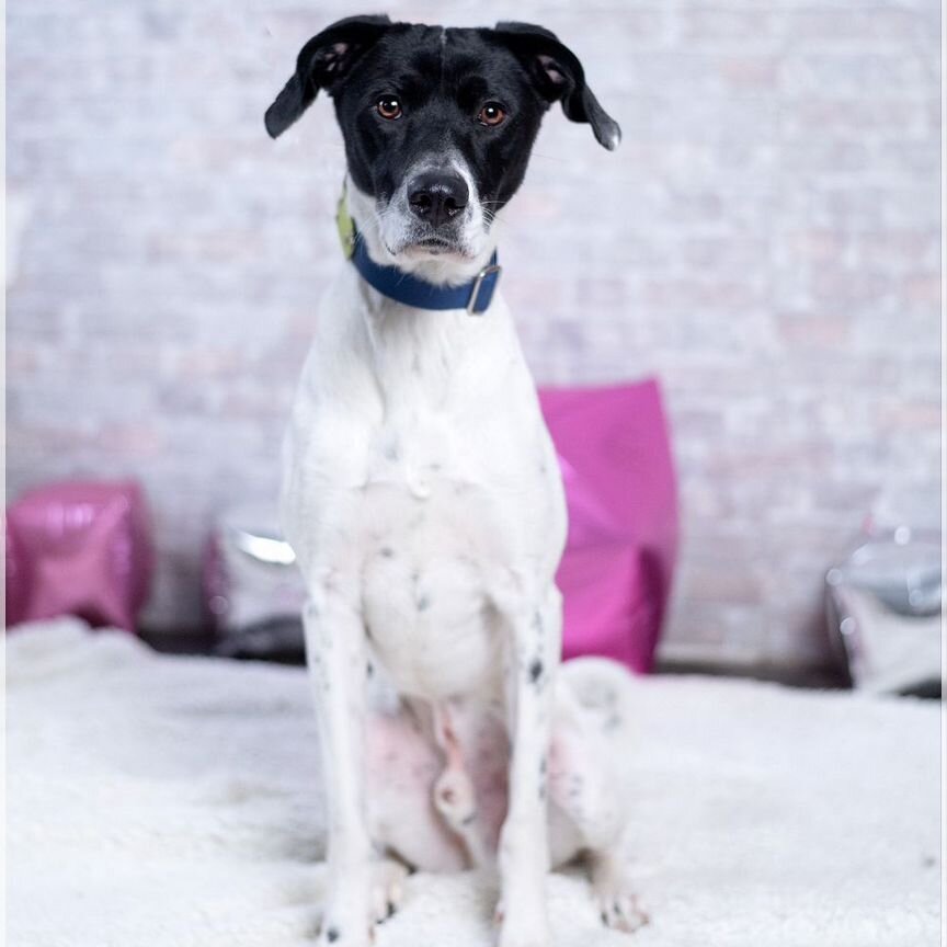 Взрослый пёс в добрые руки