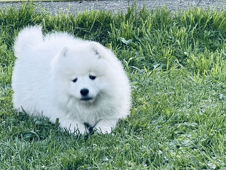 Самоед - белое чудо