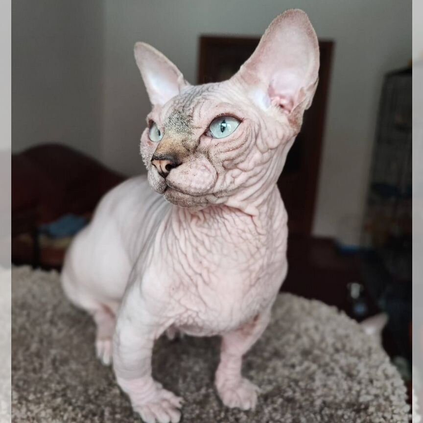 Бамбино котёнок