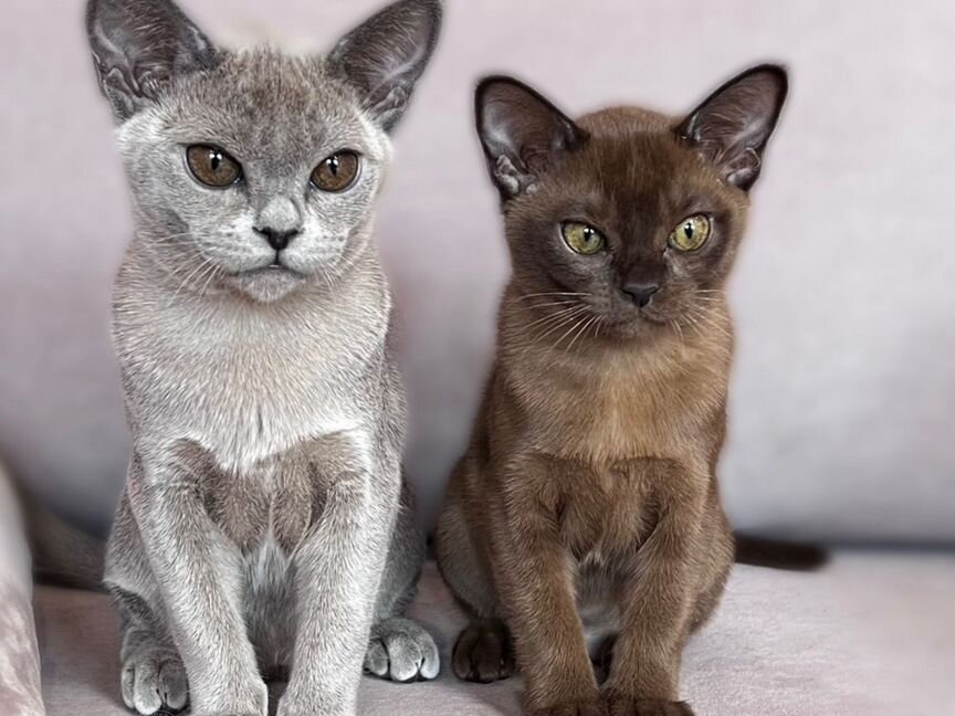 Шелковые бурмочки