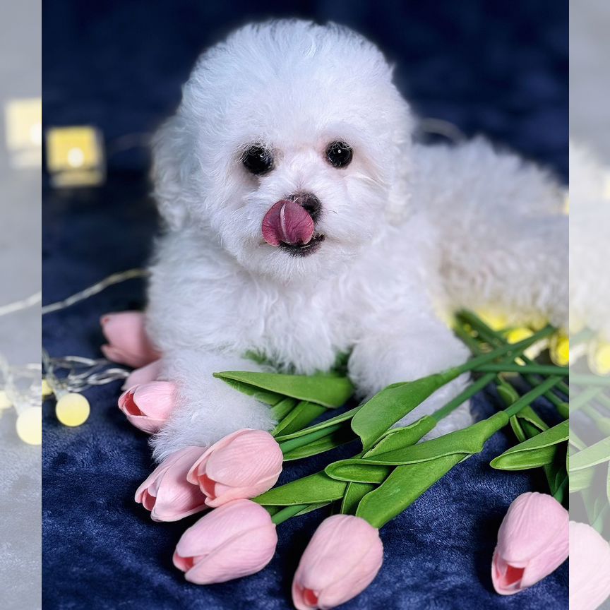 Бишон фризе, щенок