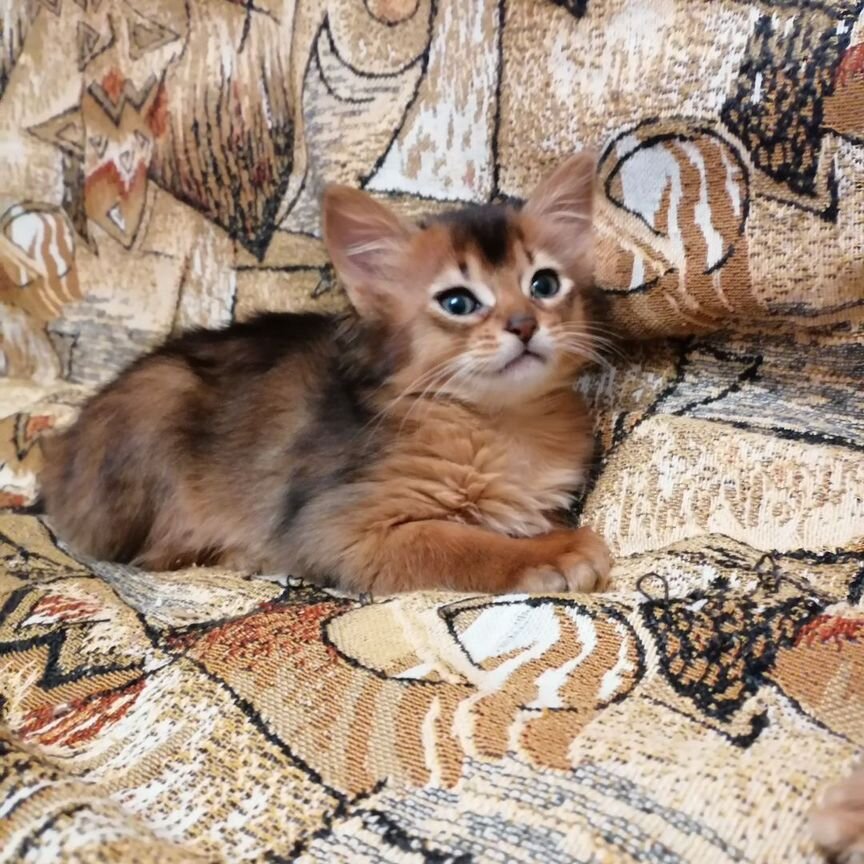 Сомалийские котята
