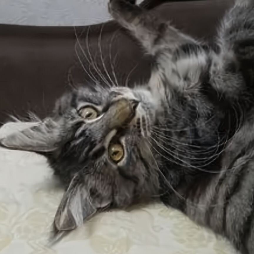 Мейн-кун котёнок