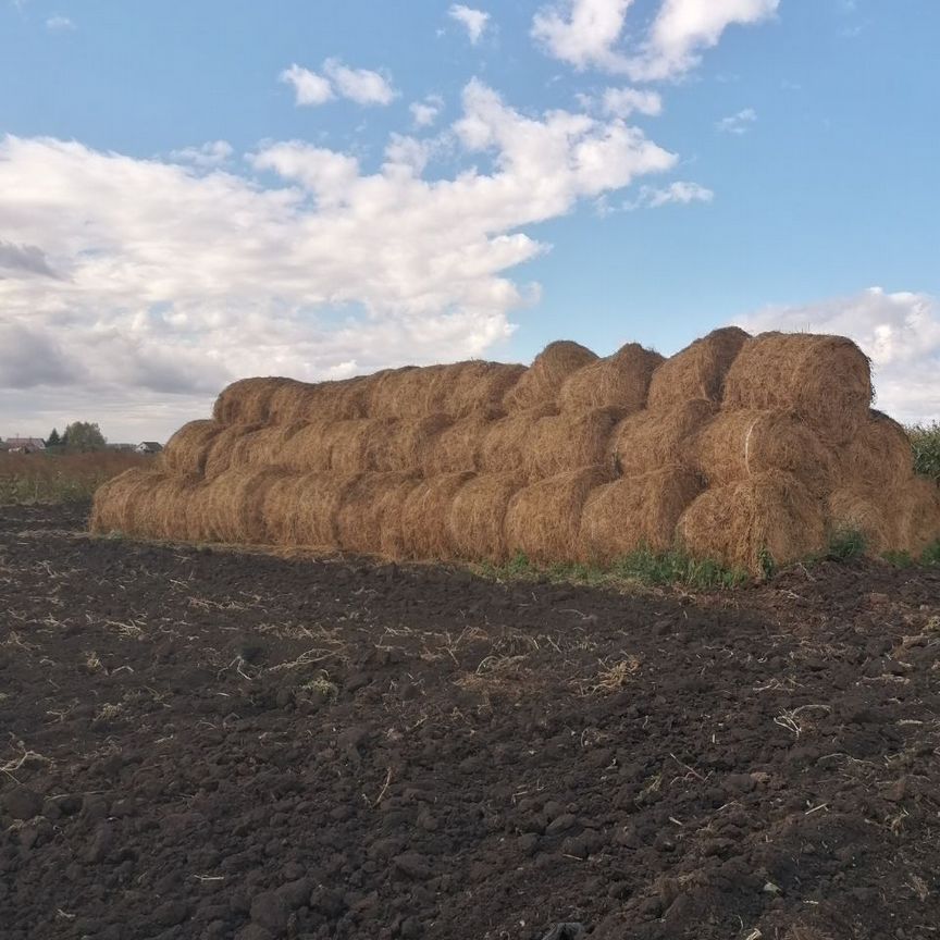 Сено люцерны в тюках