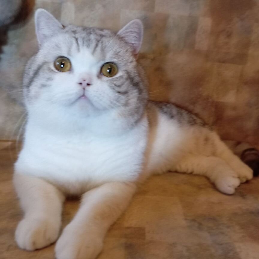 Красивый британский котик