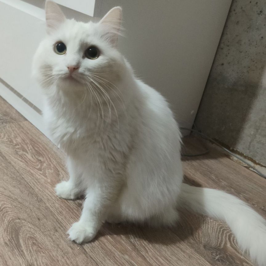 Взрослая, кошка в добрые руки