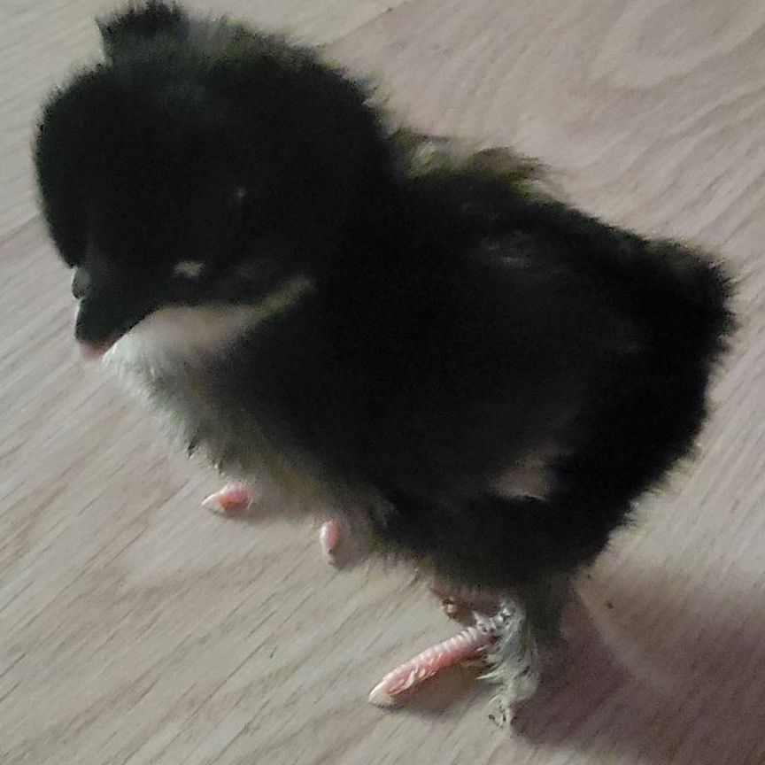 Цыплята маран черно медный