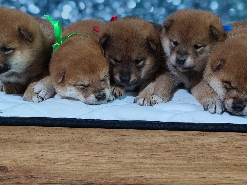 Щенки Сиба ину