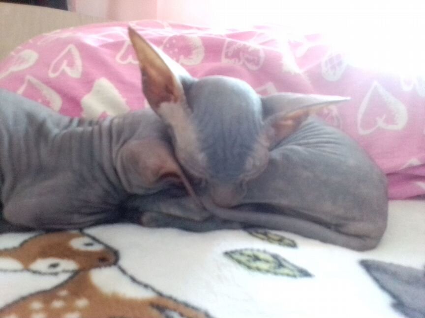 Донской сфинкс котята