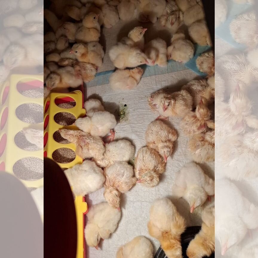 Цыплята бройлеры кобб 500