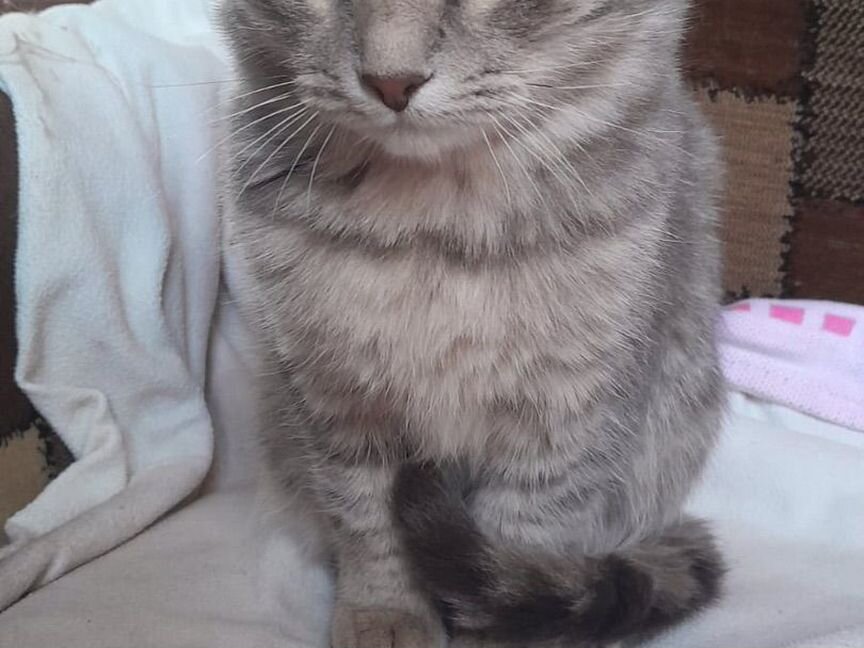 Котик 3.5 мес