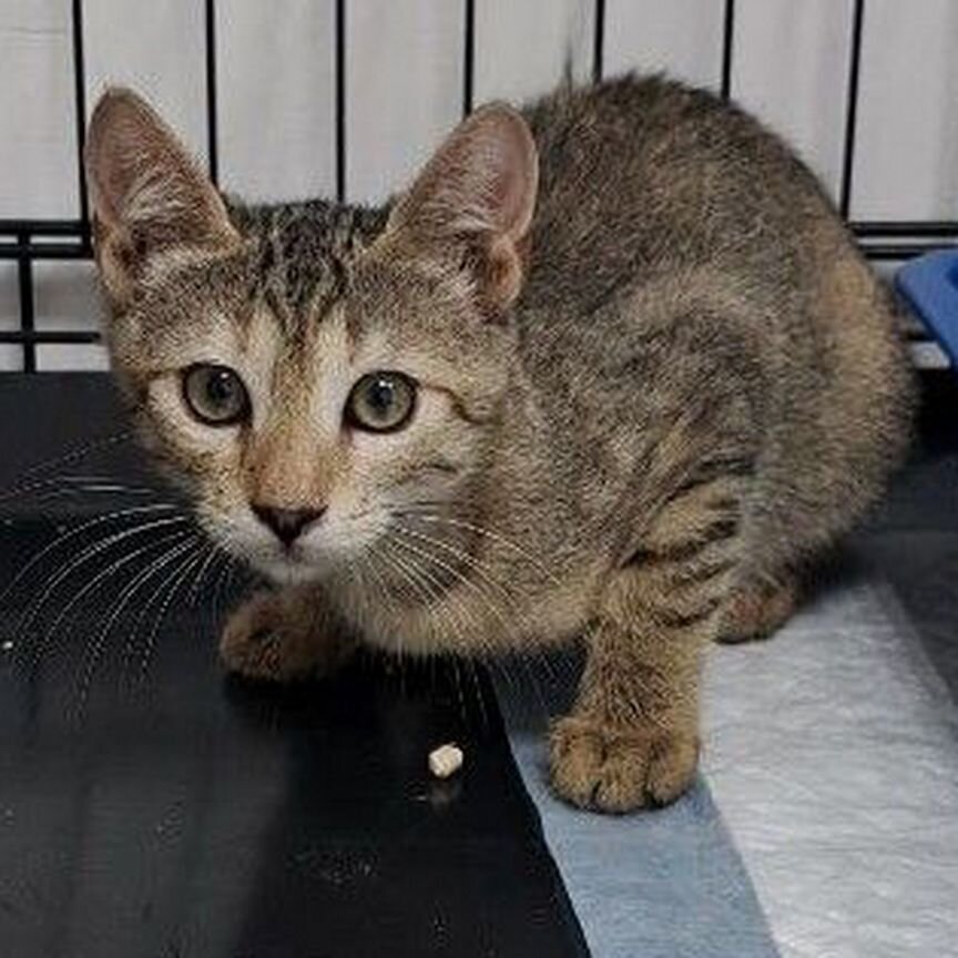 Трёхцветная кошка котёнок ищет дом