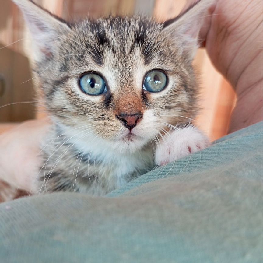 Серые котятки