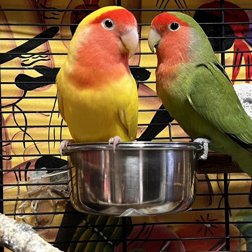 Попугаи неразлучники мальчик и девочка