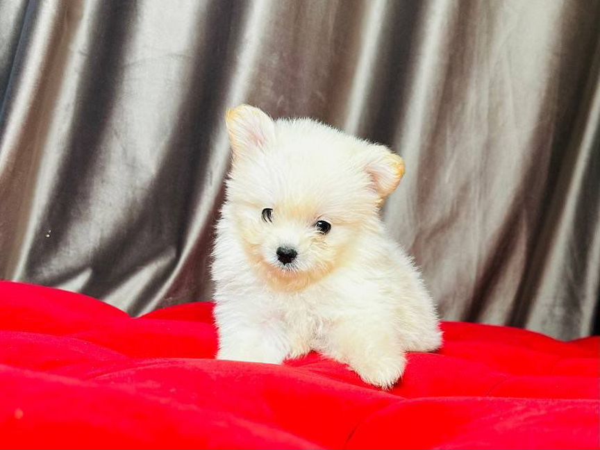 Милейший мини помапу