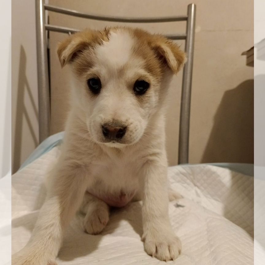 Щенок в добрые руки