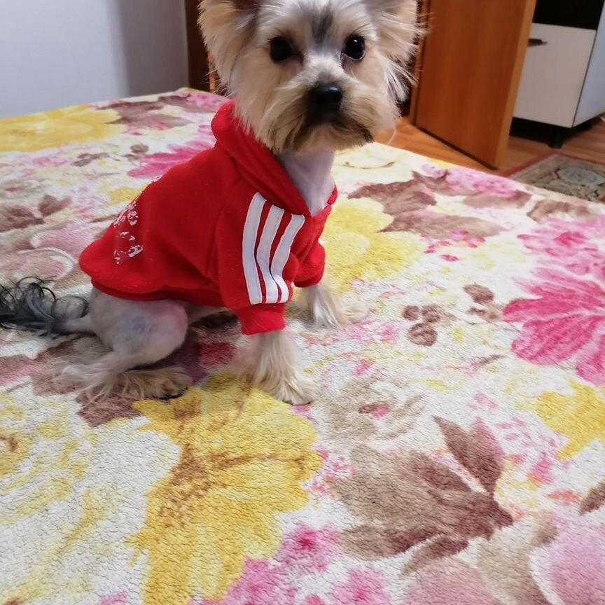 Случка собак