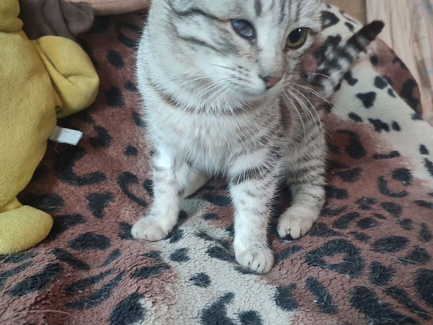 Кошка