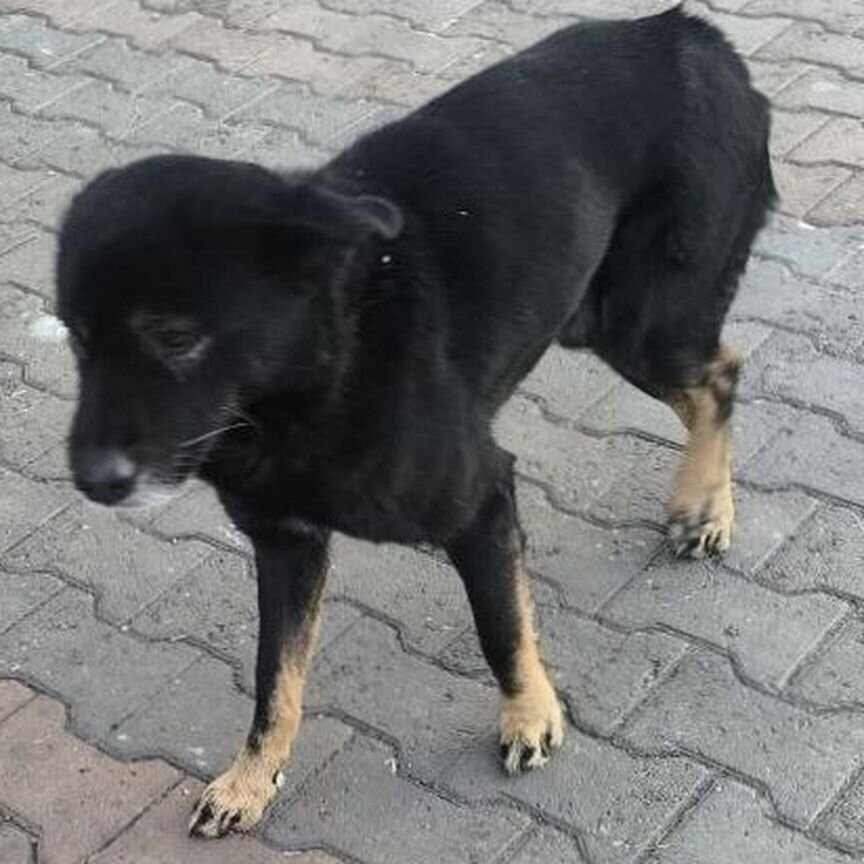 Взрослый пёс в добрые руки