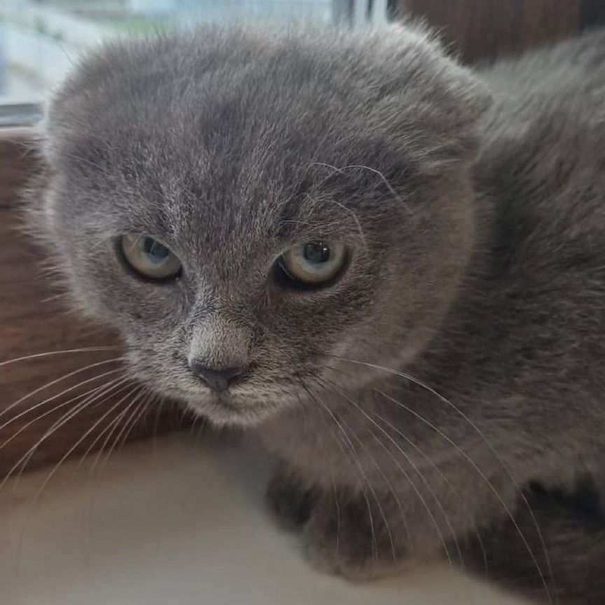 Котенок 4 месяца