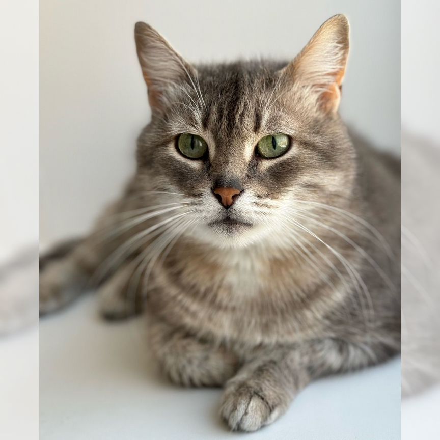 Мусенька ждет своего Человека