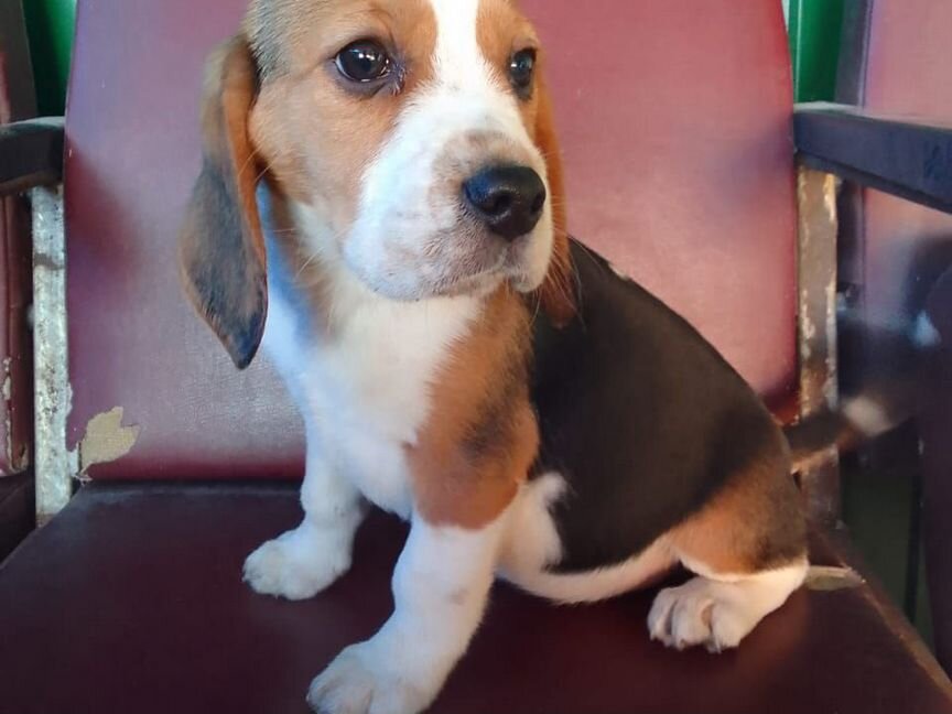 Щенки бигль