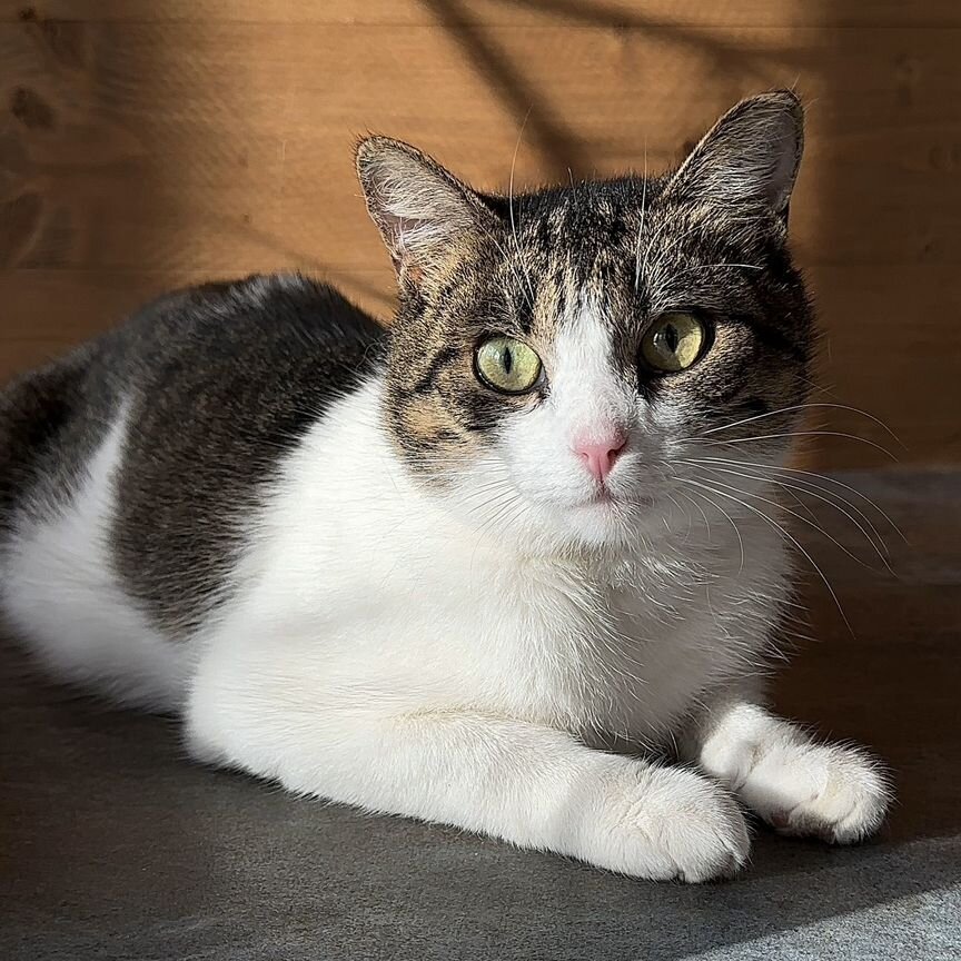 Привет, я - Луна, и я мечтаю о семье, Москва