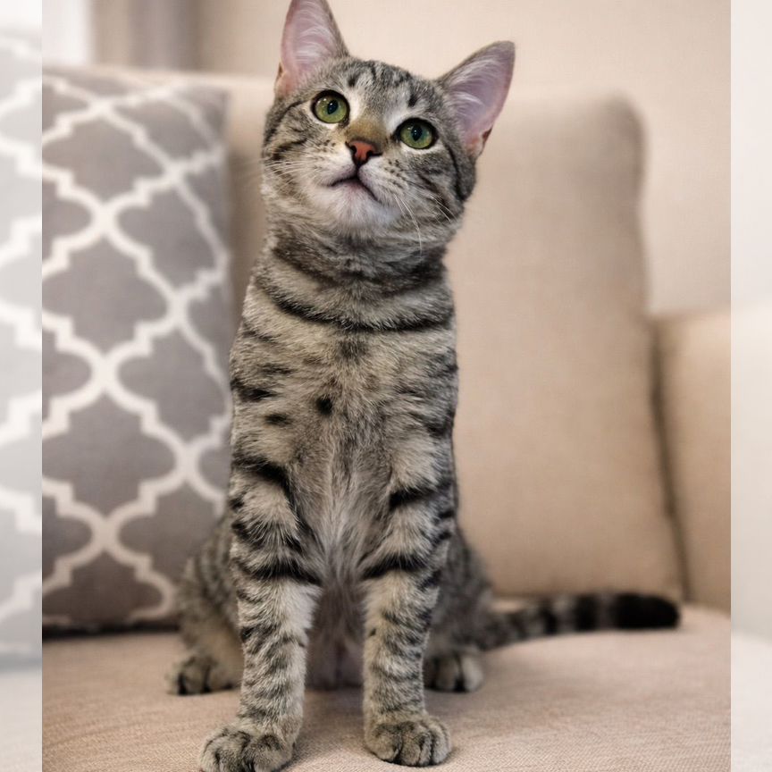 Европейский короткошёрстный котёнок