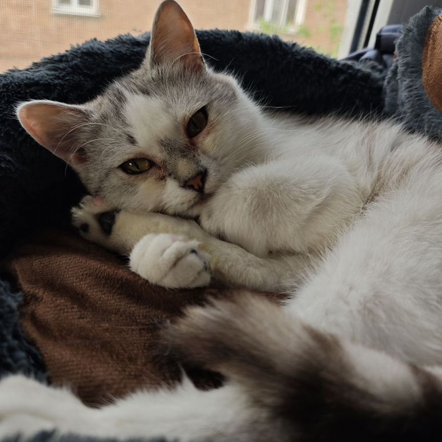 Молодой кот в добрые ручки