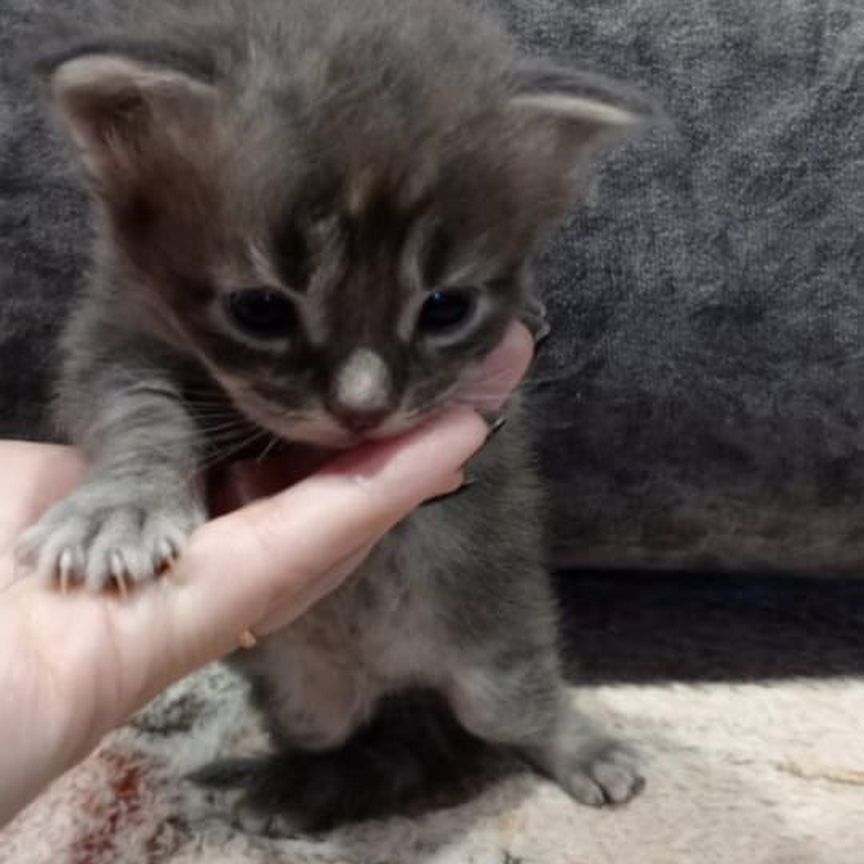 Мейкун девочки