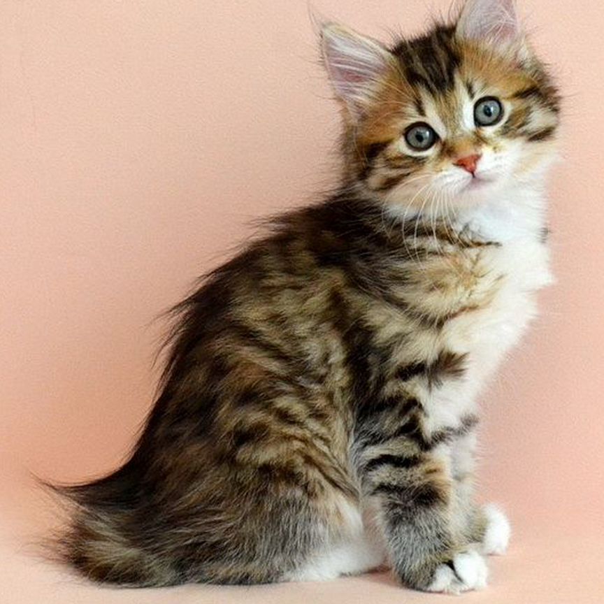 Курильский бобтейл длинношёрстный котёнок