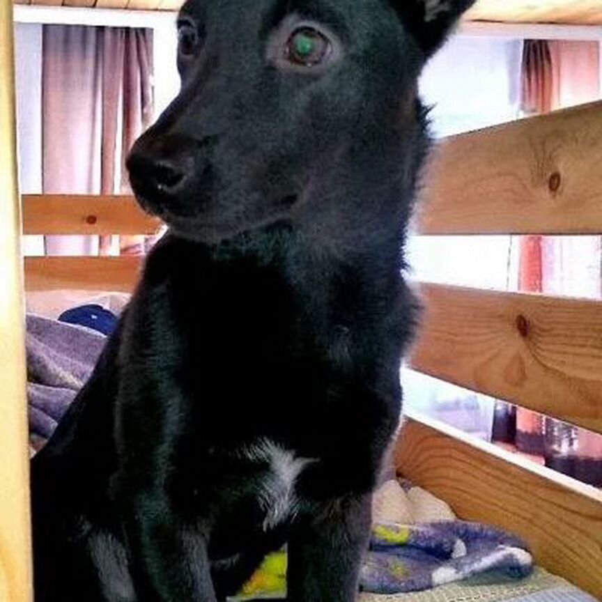 Собака 1 год. Стерилизованная