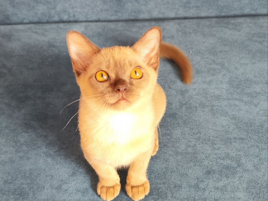 Бурманская кошечка