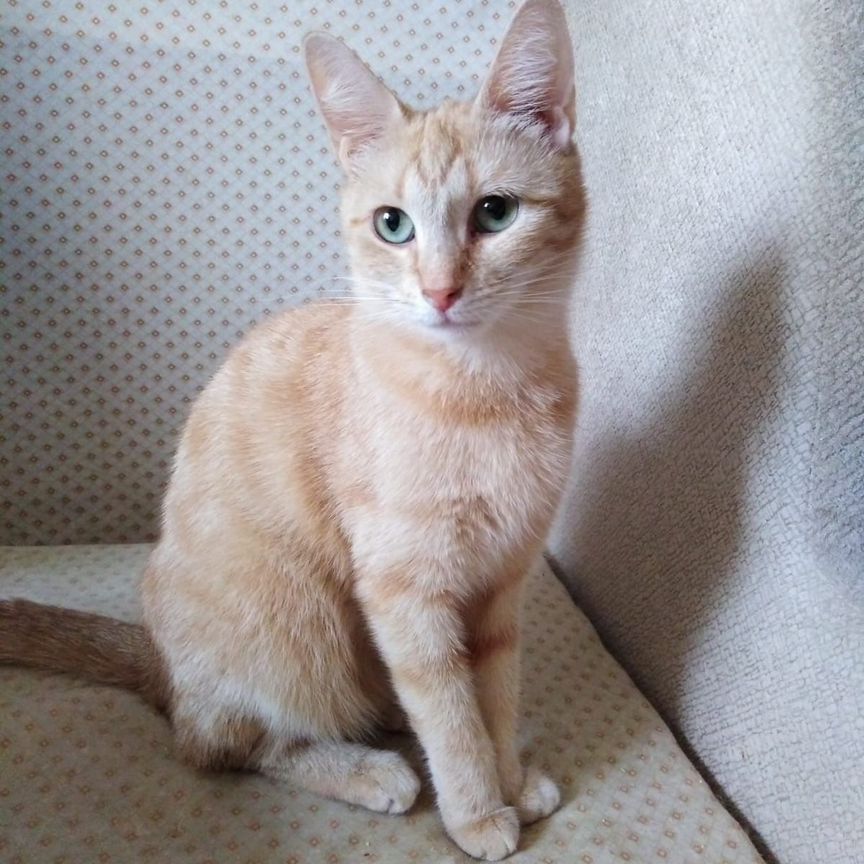 Кошечка Санни в добрые руки