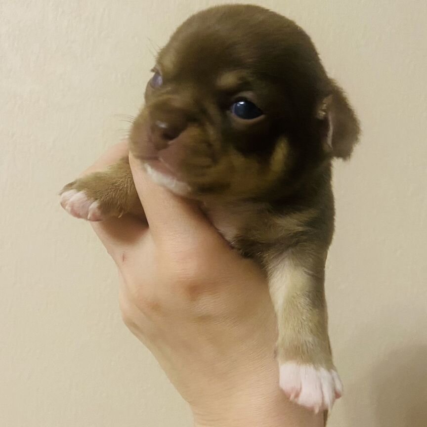 Чихуахуа, щенок