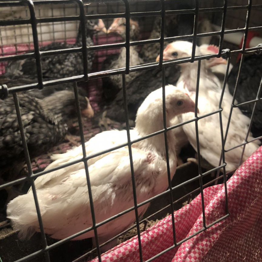 Цыплята домашние помесные, петушки