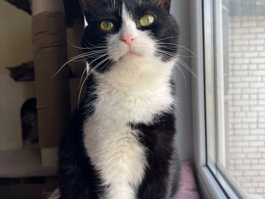 Общительная Берта