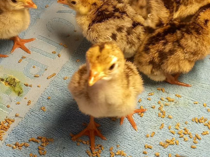 Индюшата бронза 708, семья индоуток