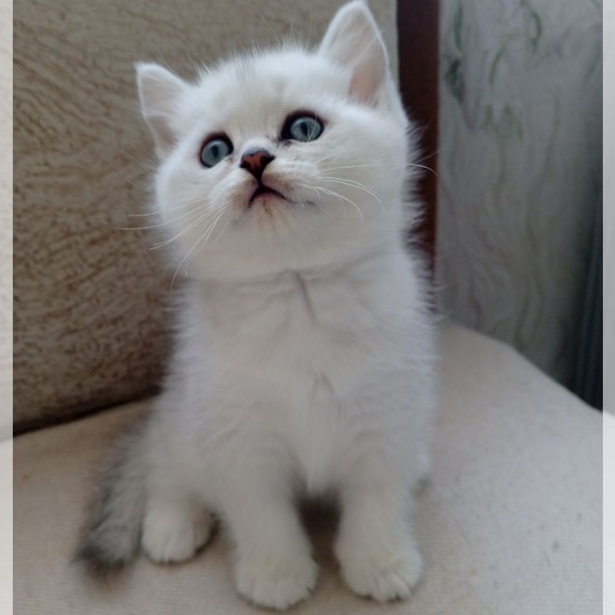 Британский короткошёрстный котёнок