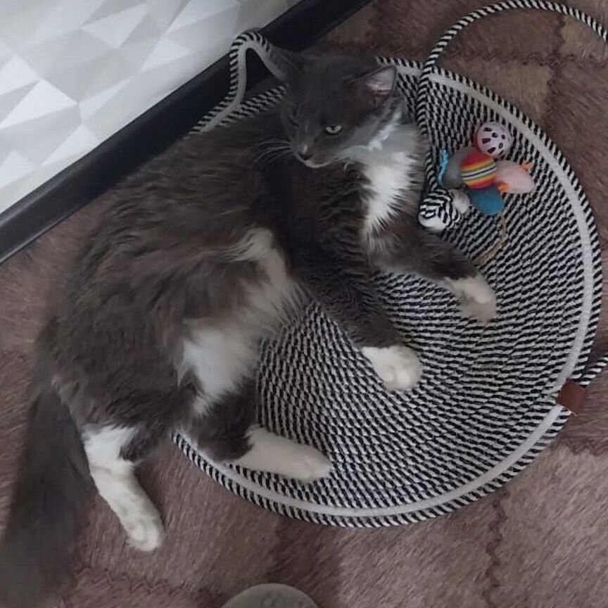 Взрослая, кошка в добрые руки