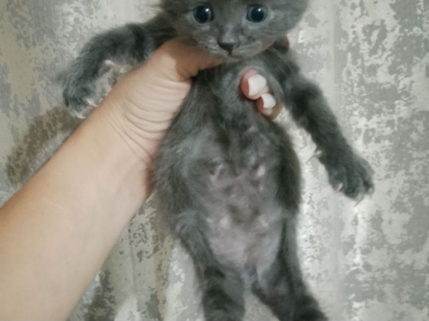 Кошечки в добрые руки