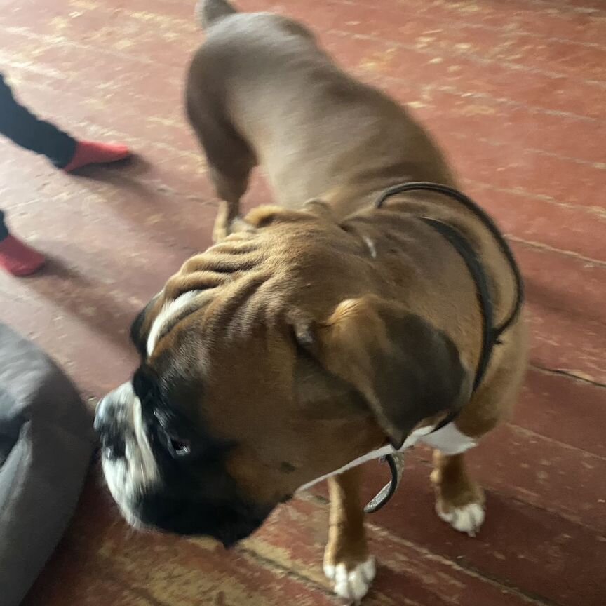 Боксер, взрослый пёс