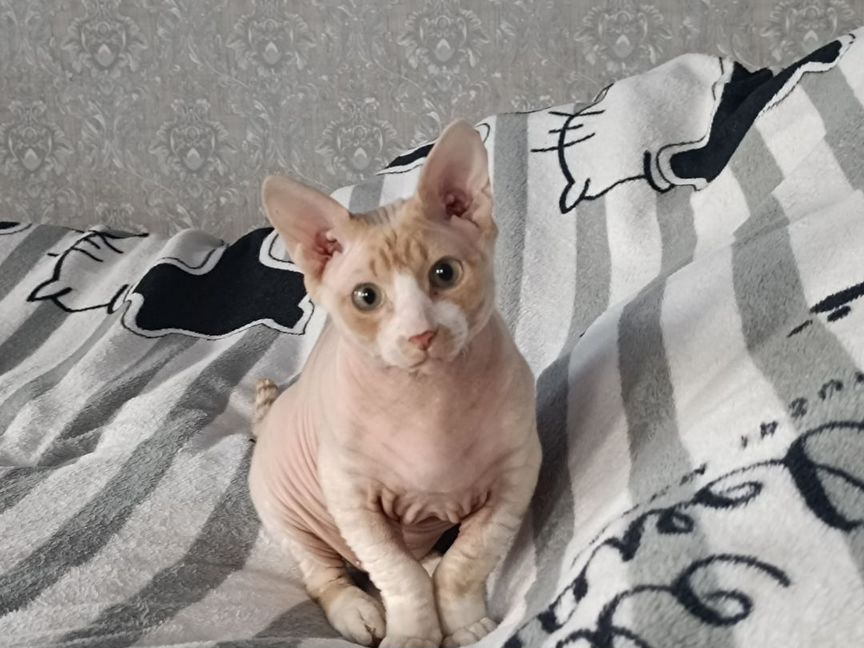 Канадский сфинкс вязка