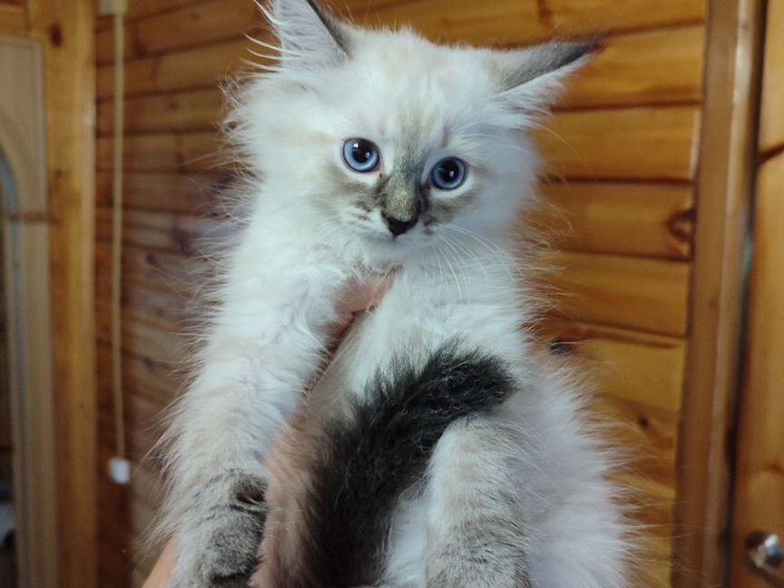 Котятп невские маскарадные