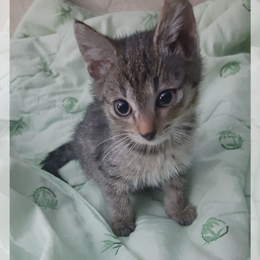 Отдам в добрые руки котенка