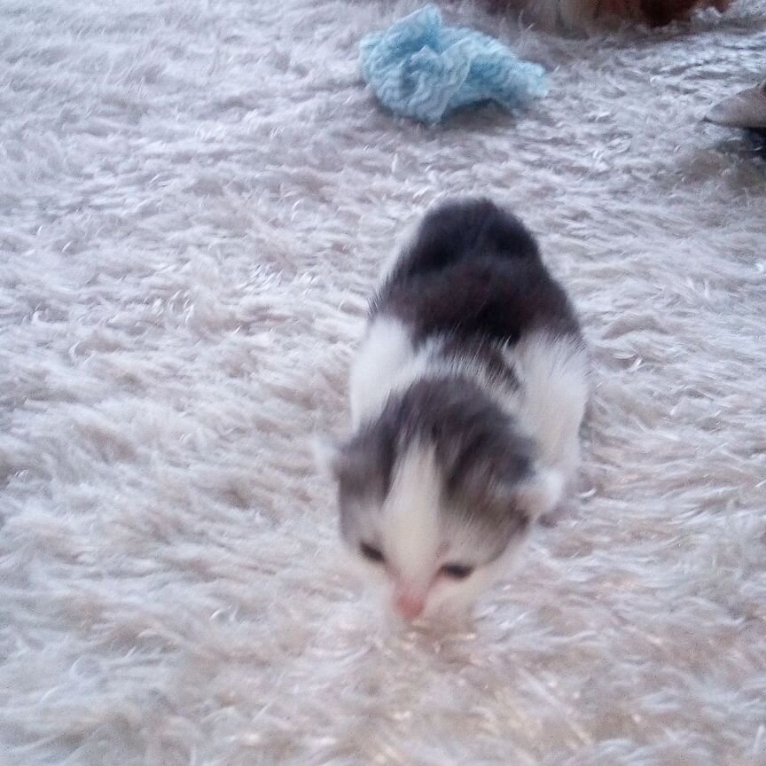 Котенок
