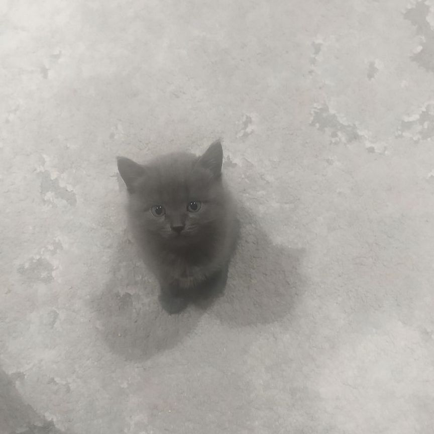Котята