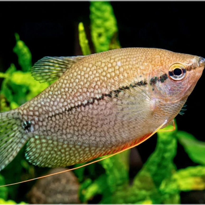 Гурами жемчужный