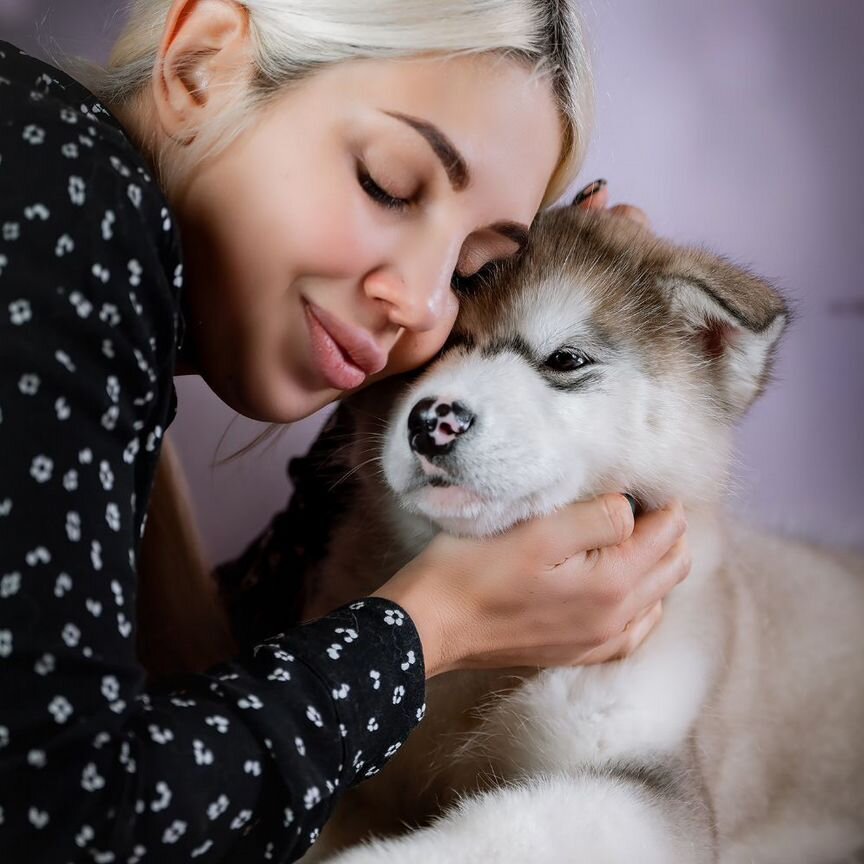 Аляскинский маламут щенки